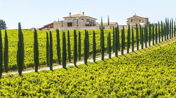 Colle Di Rocco Vini Cantina Cannara Perugia Hello Taste